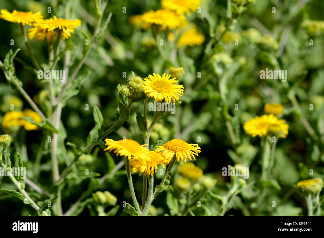 Meadow false fleabane pulicaria dysenterica hi-res stock photography ...