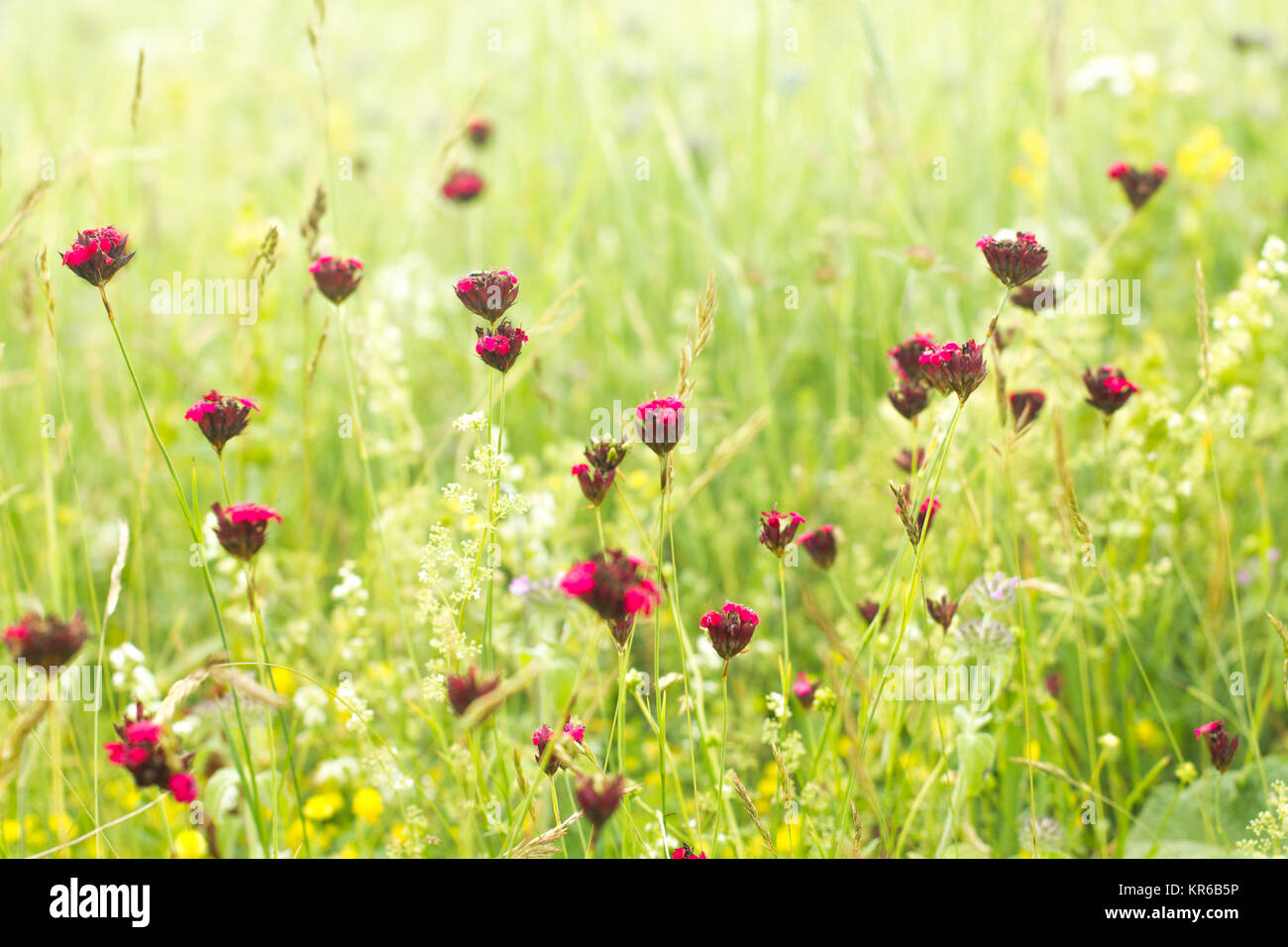 Spring Grass Plant Stock Photo - Alamy