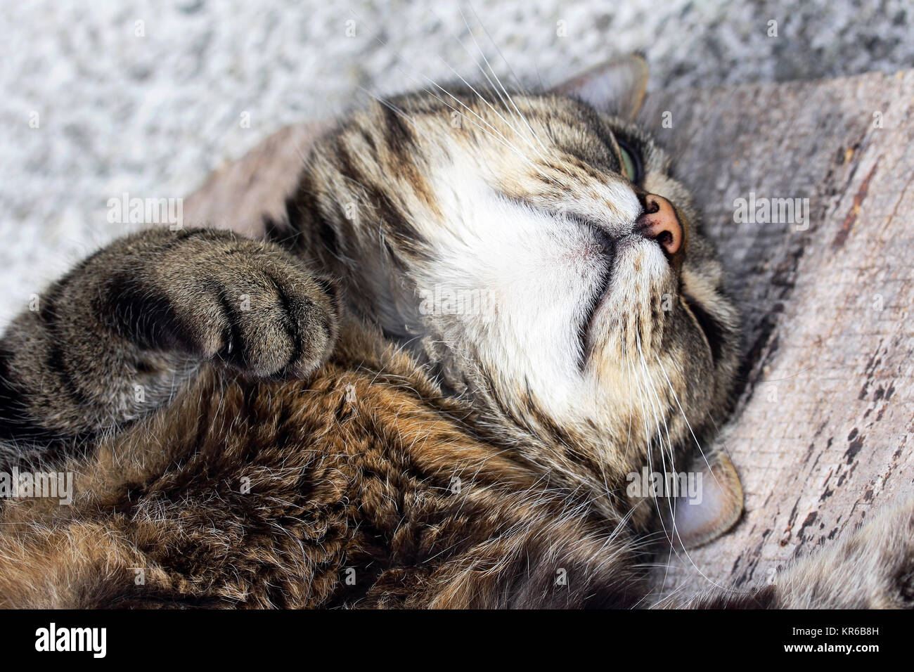 a deep sleeping cat. a cat lying on the floor and sleeping Stock Photo ...