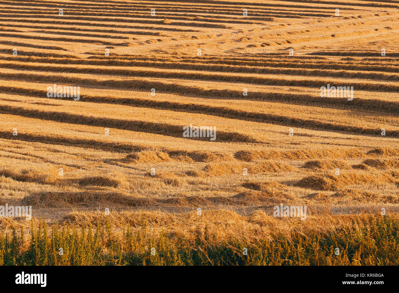 harvested field with straw lines Stock Photo - Alamy