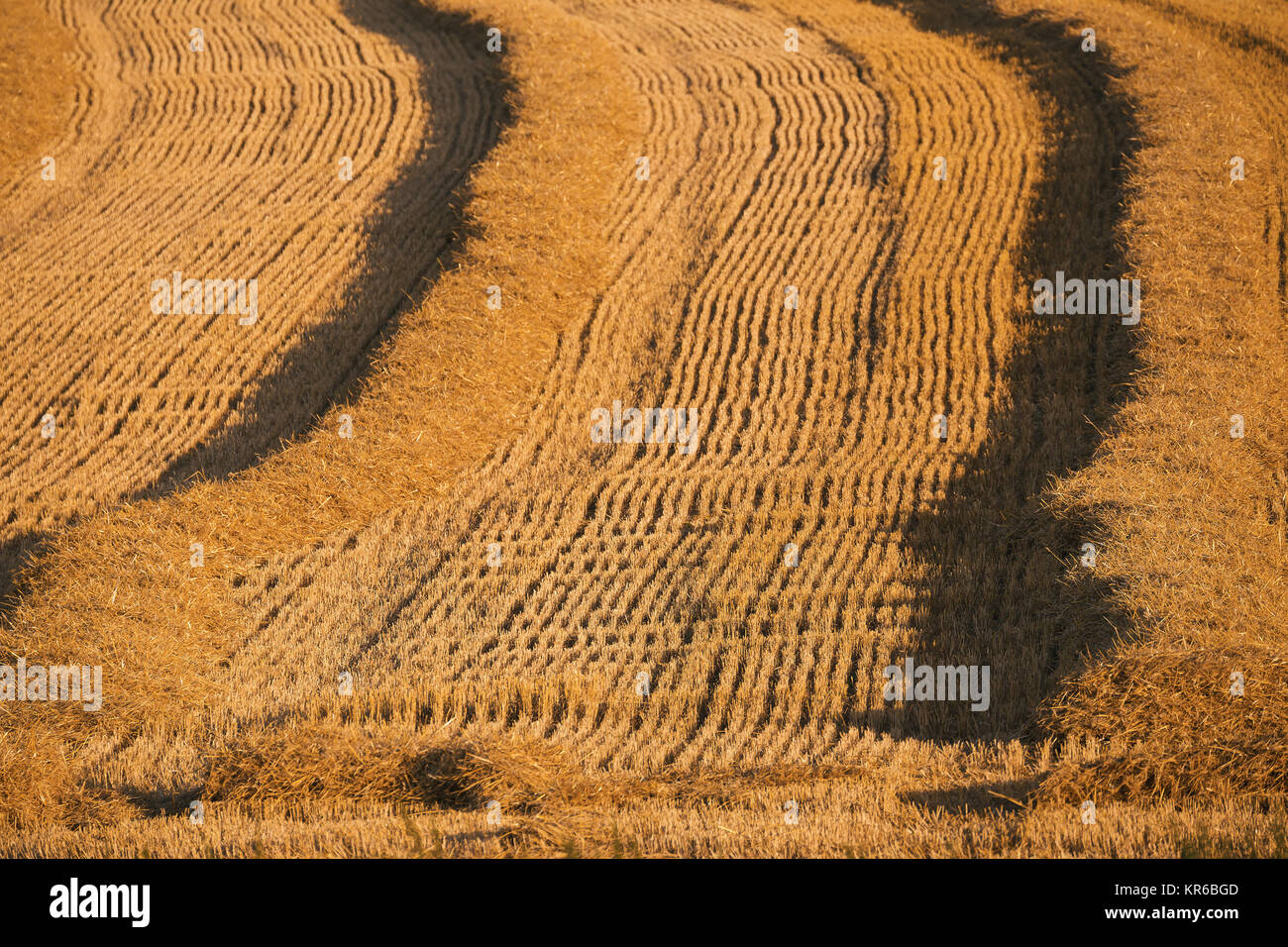 harvested field with straw lines Stock Photo - Alamy