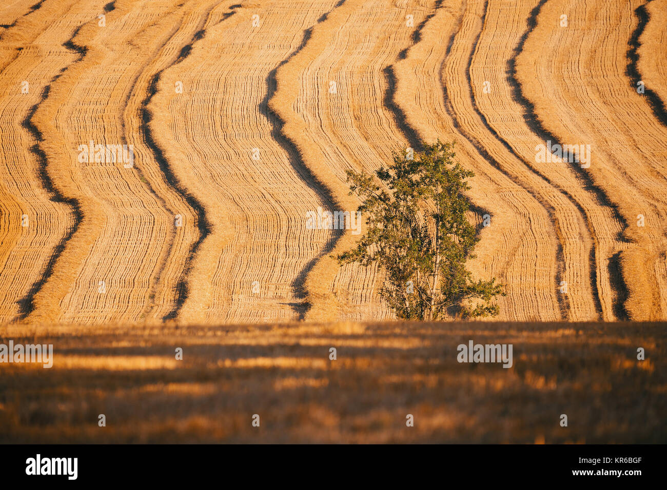 harvested field with straw lines Stock Photo - Alamy