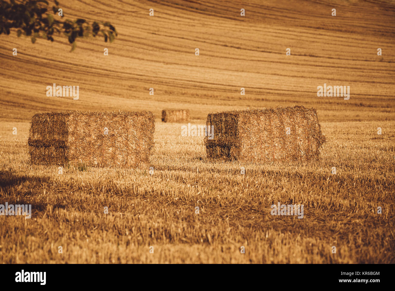 harvested field with straw lines Stock Photo - Alamy