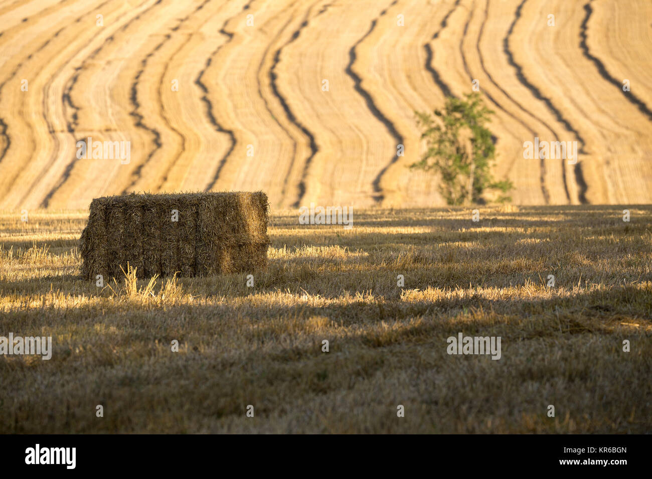 harvested field with straw lines Stock Photo - Alamy