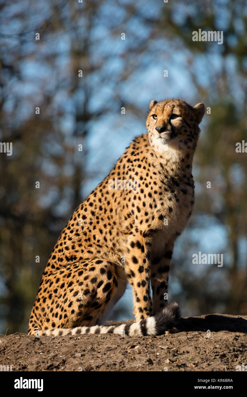 Gepard hi-res stock photography and images - Alamy