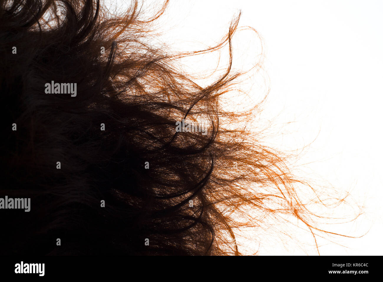 brown tangled wavy hair on a white background Stock Photo - Alamy
