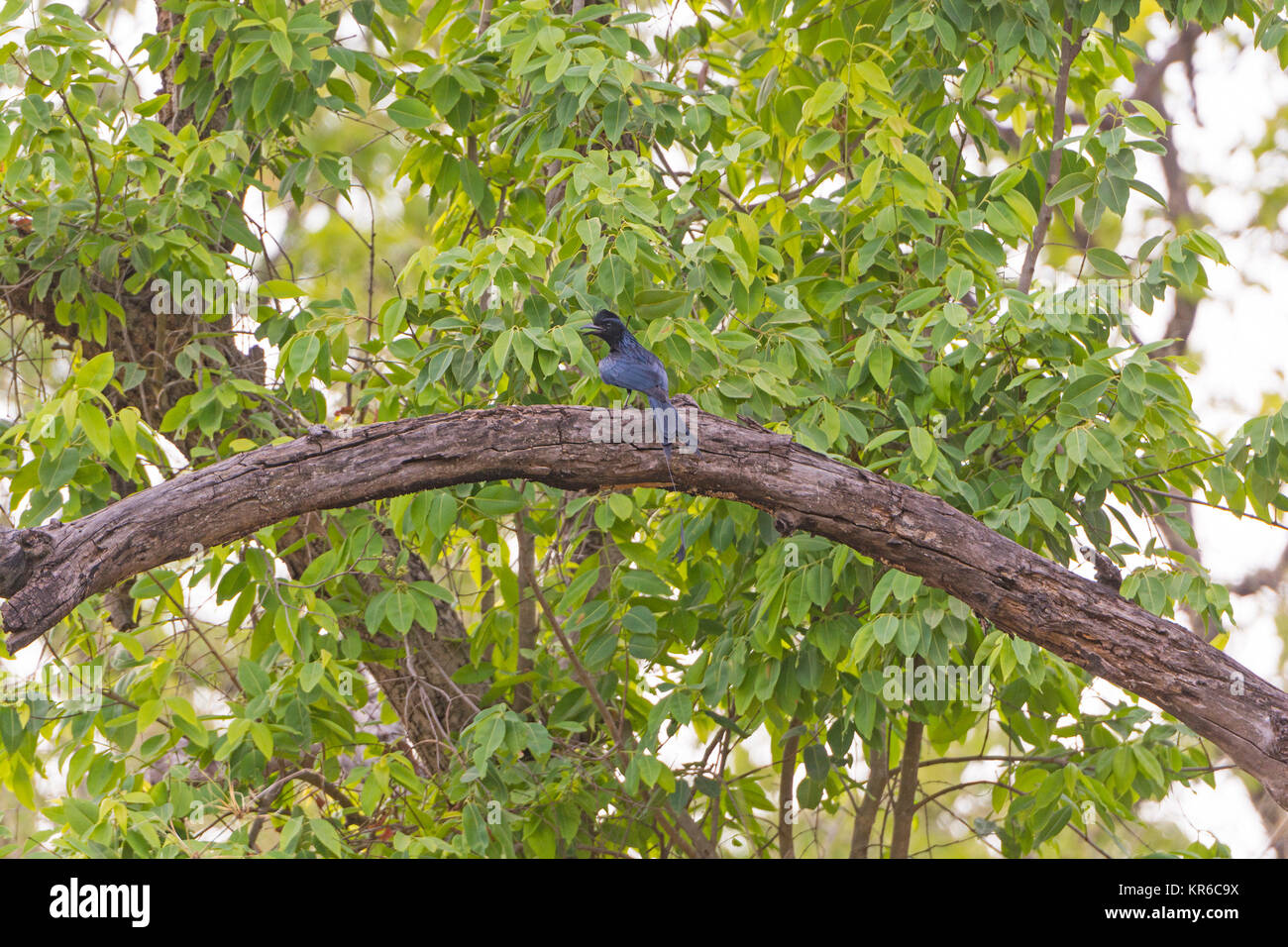 Greater Racket-tailed Drongo in a Tree Stock Photo - Alamy