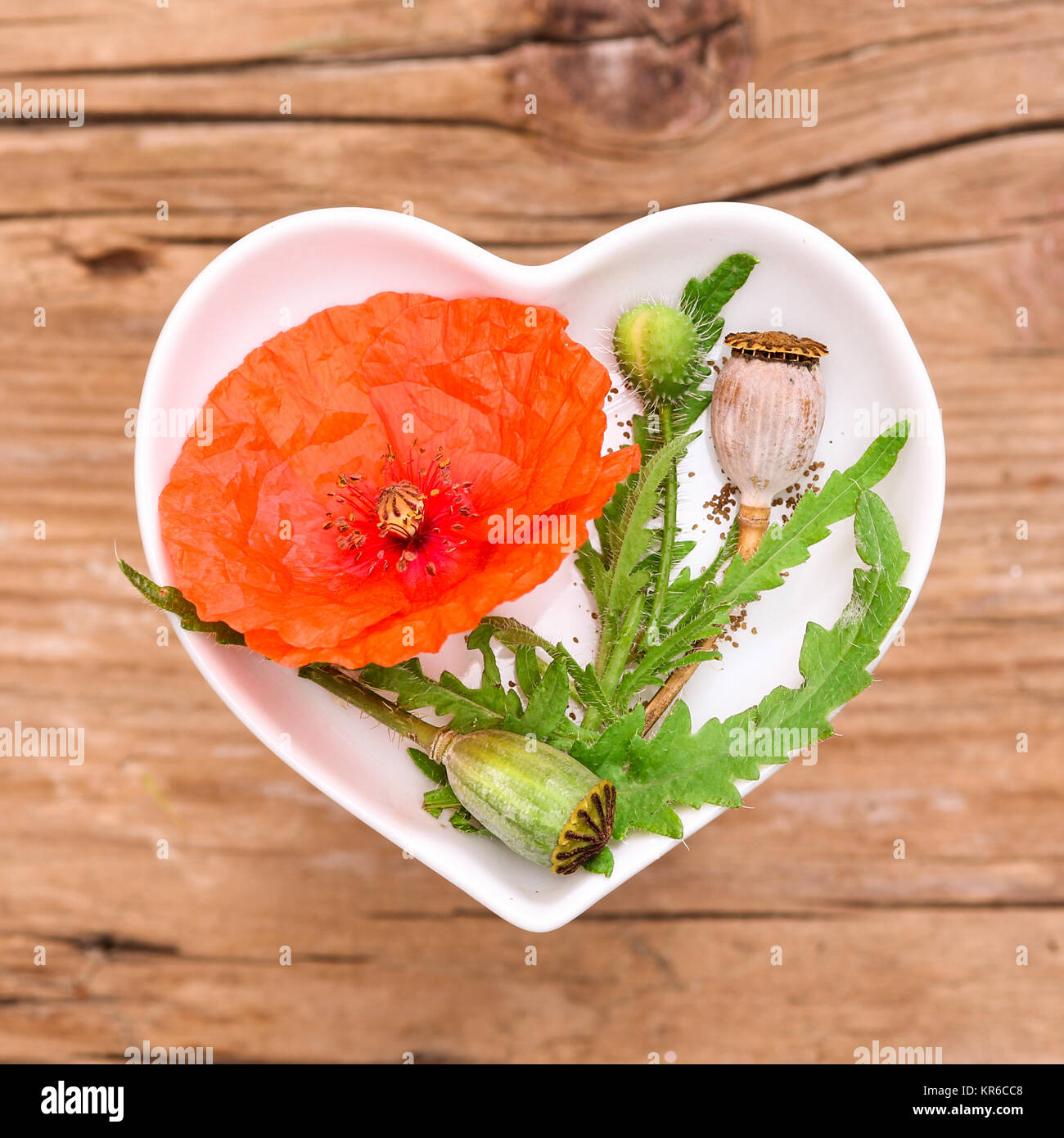 Poppy for medicine hi-res stock photography and images - Alamy