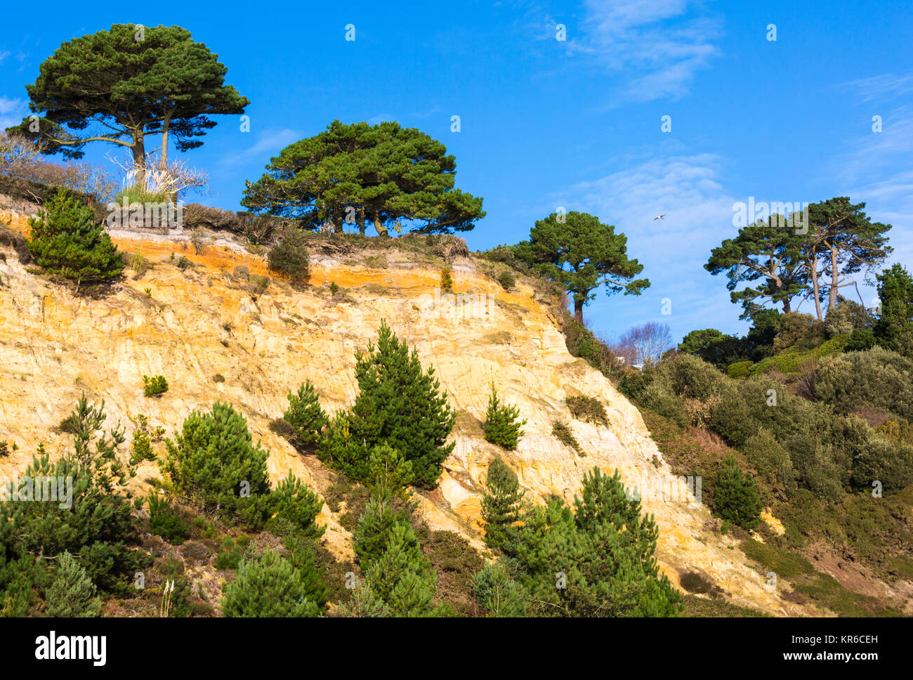 Cliff erosion at Canford Cliffs, Poole, Dorset, England UK in December ...