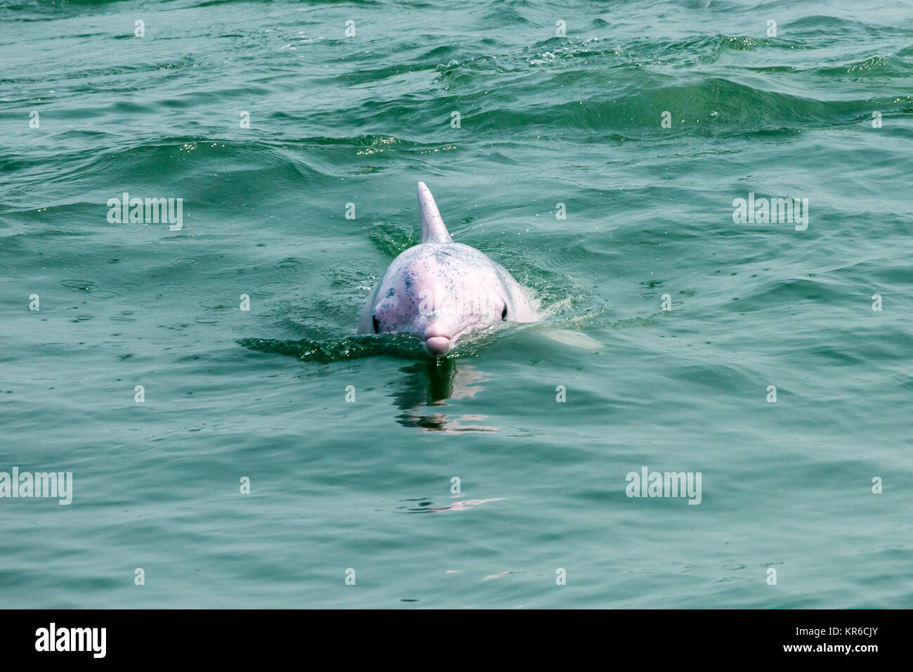 Indo-Pacific Humpback Dolphin / Chinese White Dolphin / Pink Dolphin ...