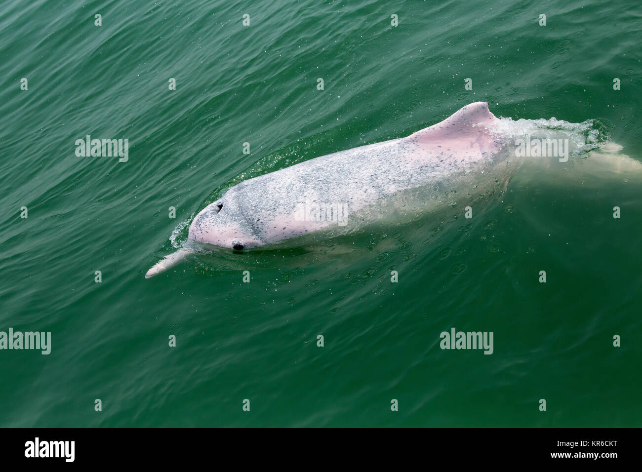 Indo-Pacific Humpback Dolphin / Chinese White Dolphin / Pink Dolphin ...