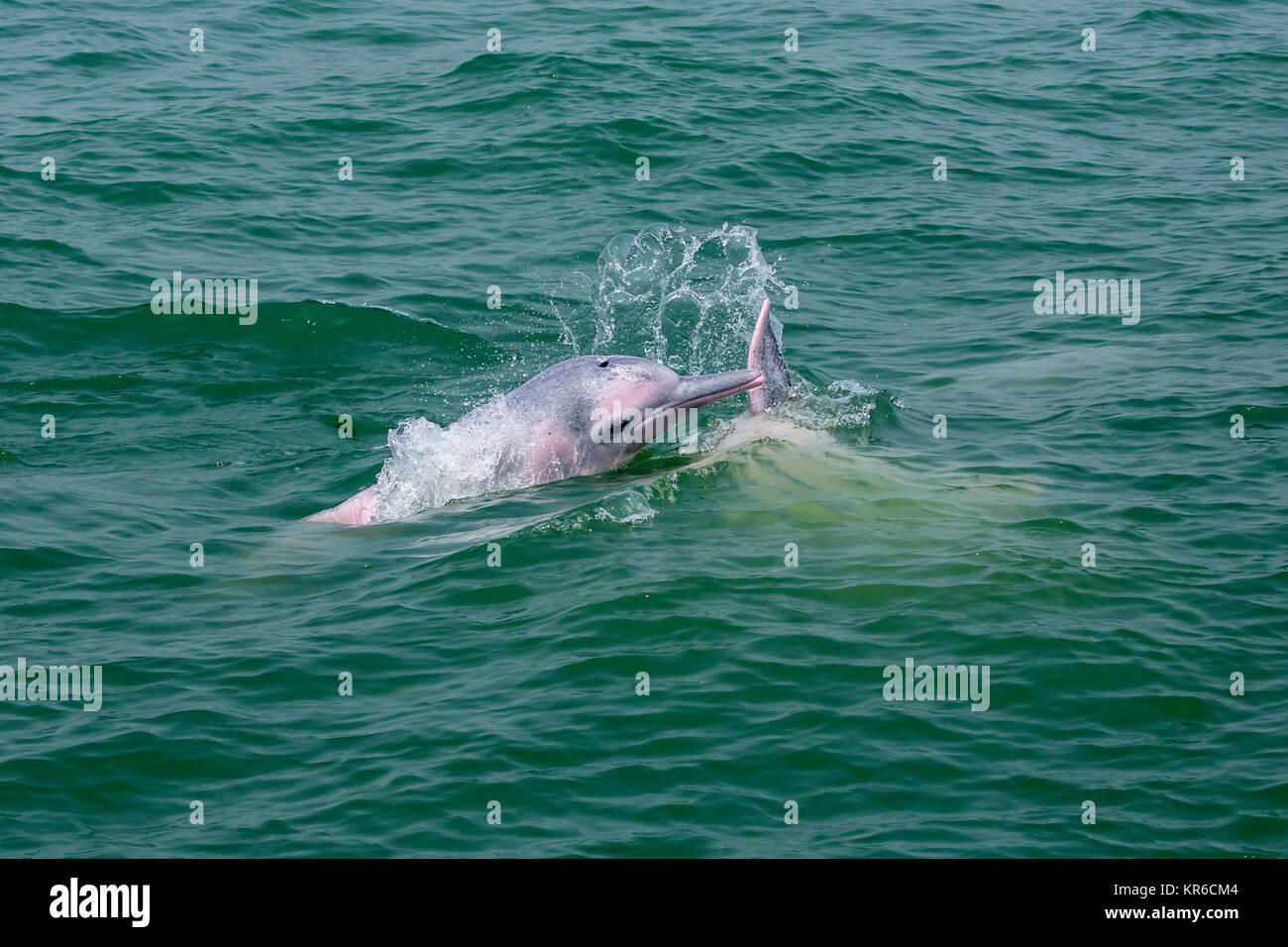Indo-Pacific Humpback Dolphin / Chinese White Dolphin / Pink Dolphin ...