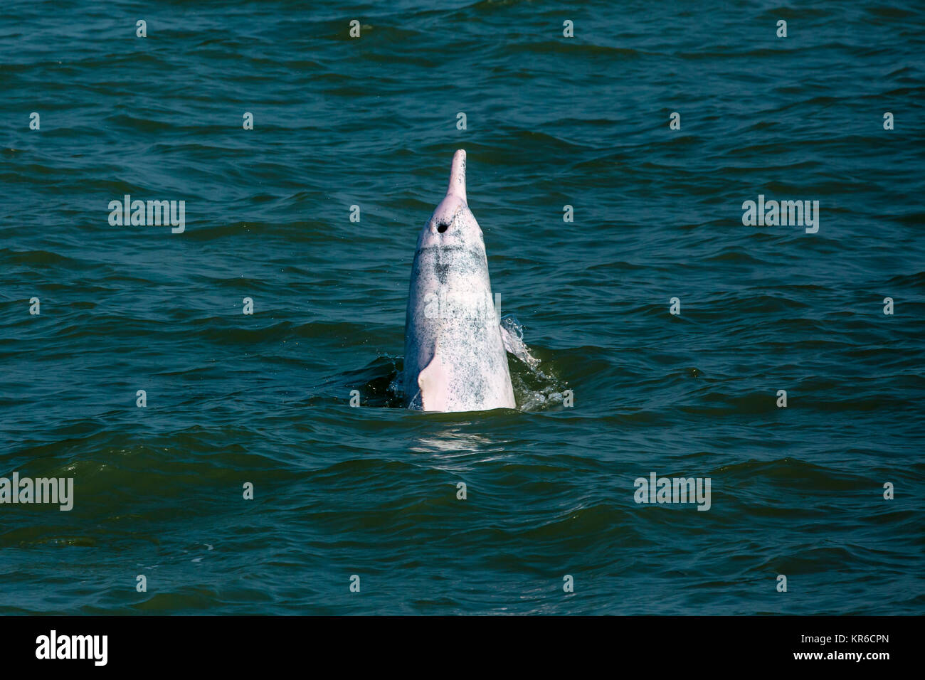 Sousa chinensis hi-res stock photography and images - Alamy