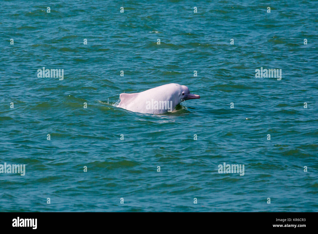 Chinese white dolphin hong kong airport hi-res stock photography and ...
