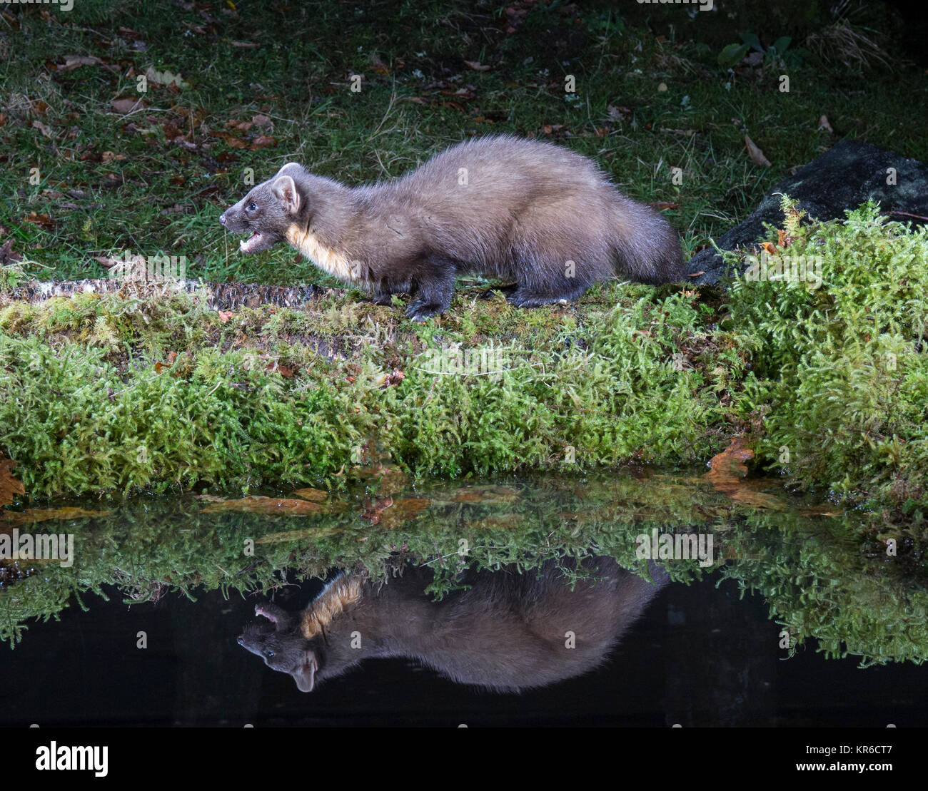 pine Martin in the Scottish highlands Stock Photo - Alamy