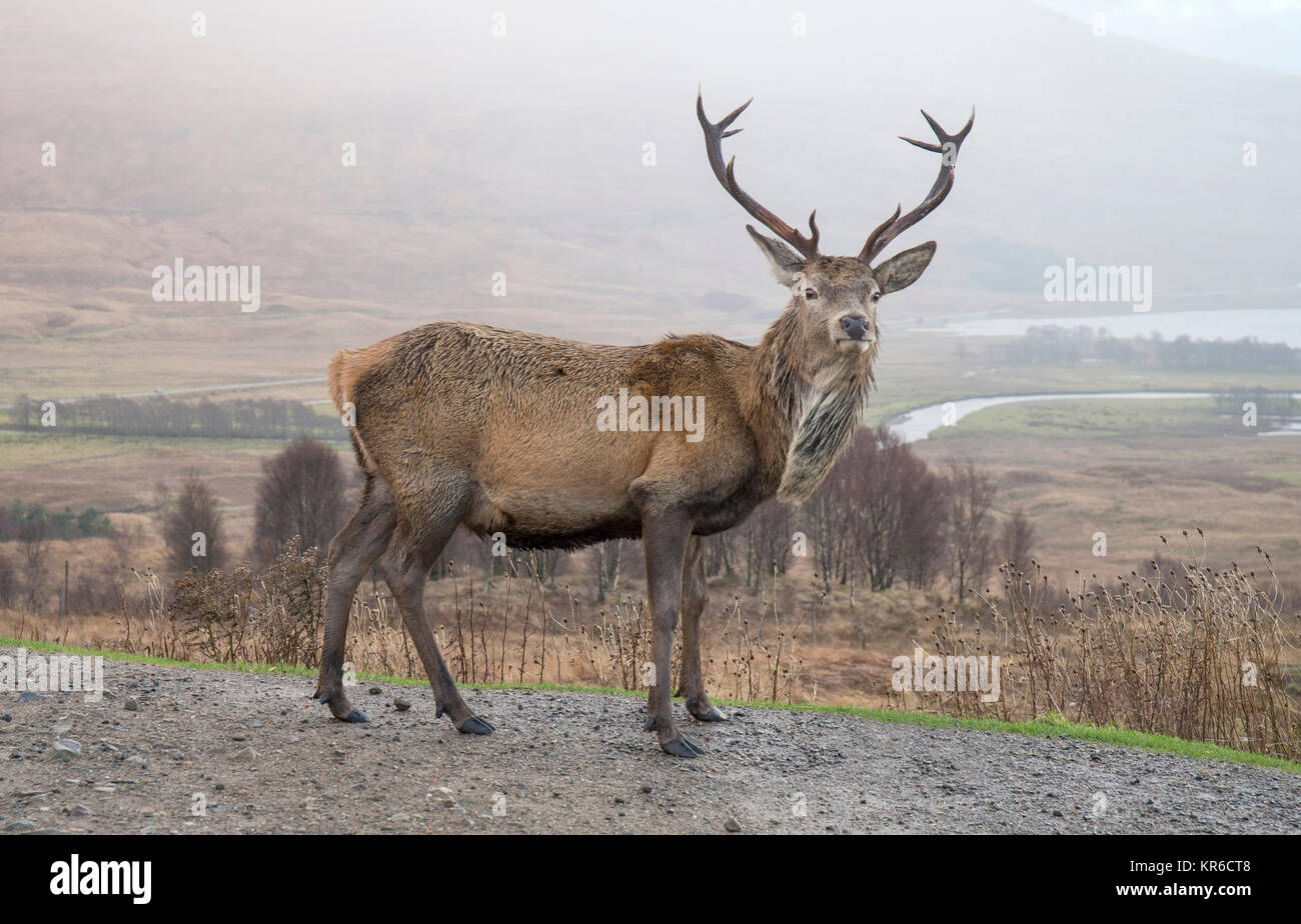 wild red stag in the Scottish highlands Stock Photo - Alamy