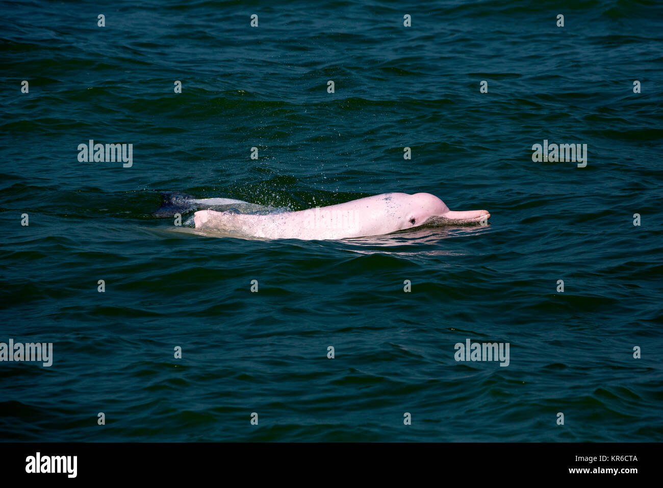 Indo-Pacific Humpback Dolphin / Chinese White Dolphin / Pink Dolphin ...
