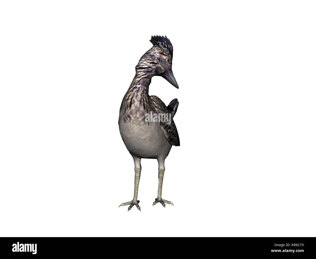 Cursorial birds hi-res stock photography and images - Alamy