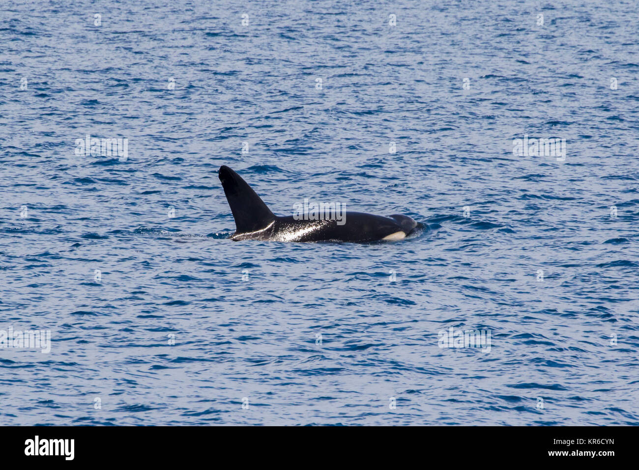 Jumping Orca Whale Pod