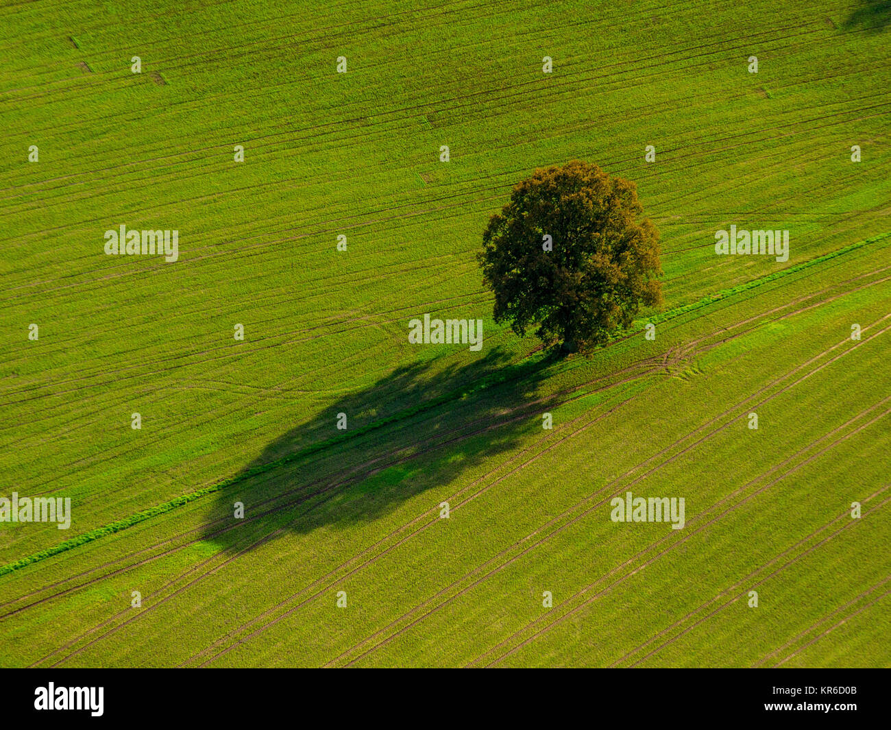 lone tree in a field Stock Photo - Alamy