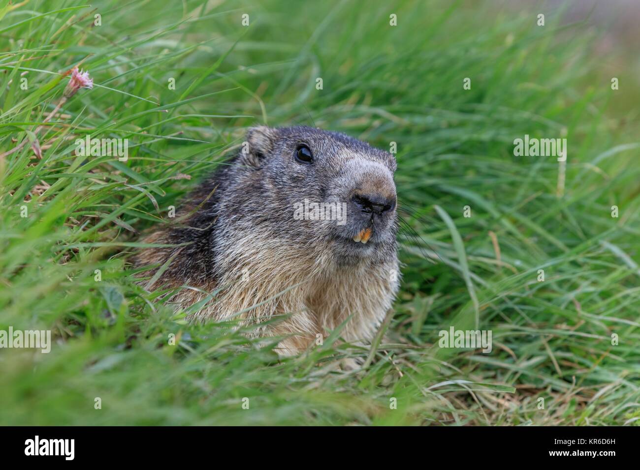 Alpine marmot (Marmota marmota) in the French Alps Stock Photo - Alamy