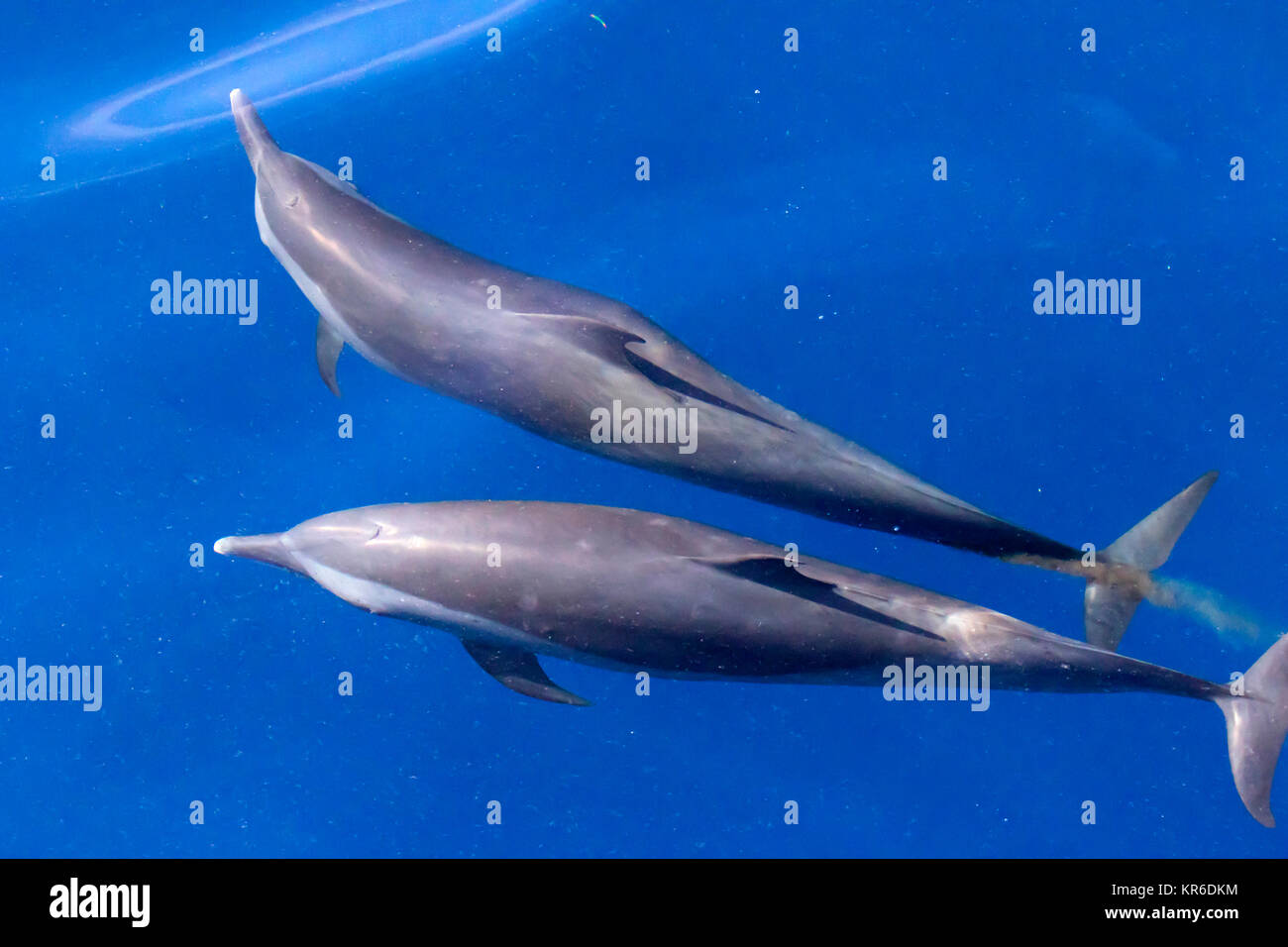 Pantropical Spotted Dolphin (Stenella attenuata) jumping and ...