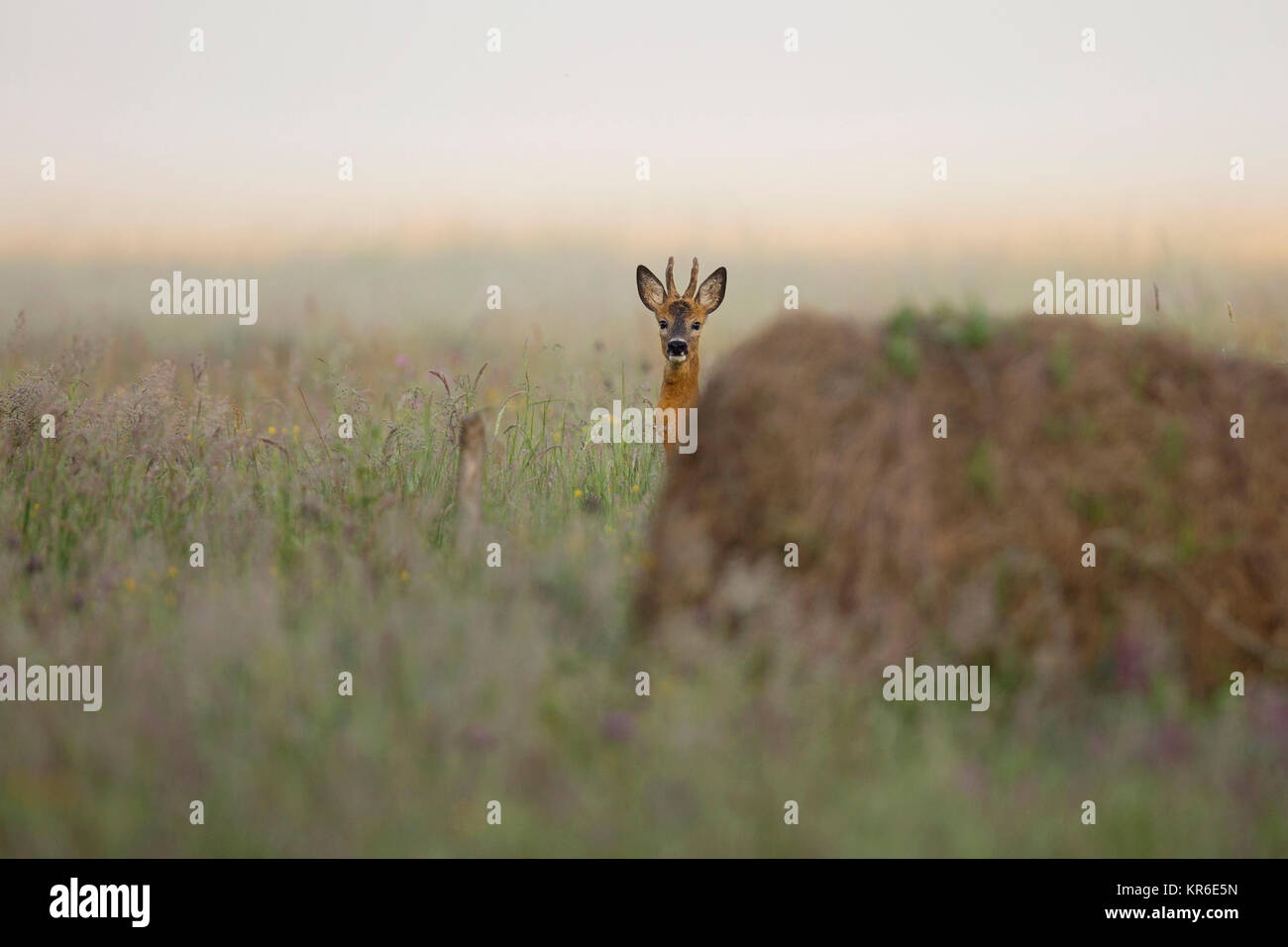 Buck deer hidden in the grass Stock Photo - Alamy