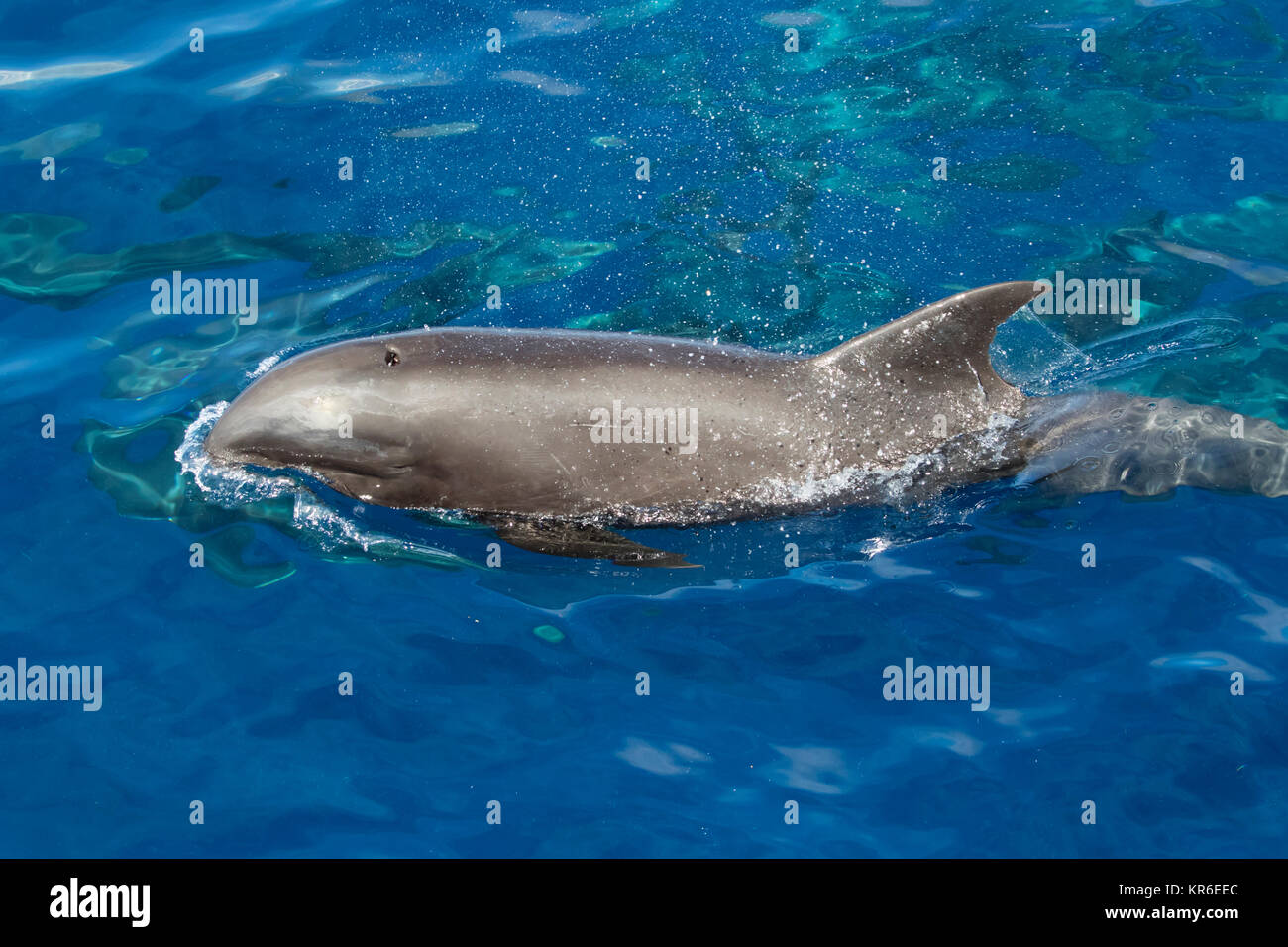 Dolphin Melon Melon Pod Taipei Times