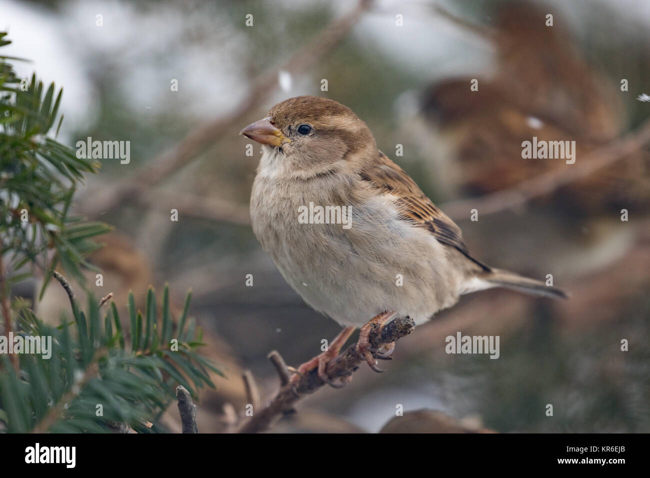 House Sparrow female Stock Photo - Alamy