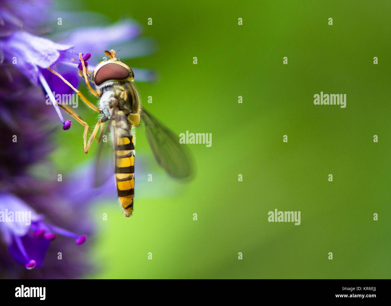 Flora and fauna specimen hi-res stock photography and images - Alamy