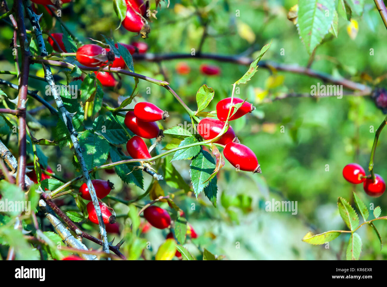 Briar, wild rose hip shrub in nature Stock Photo - Alamy