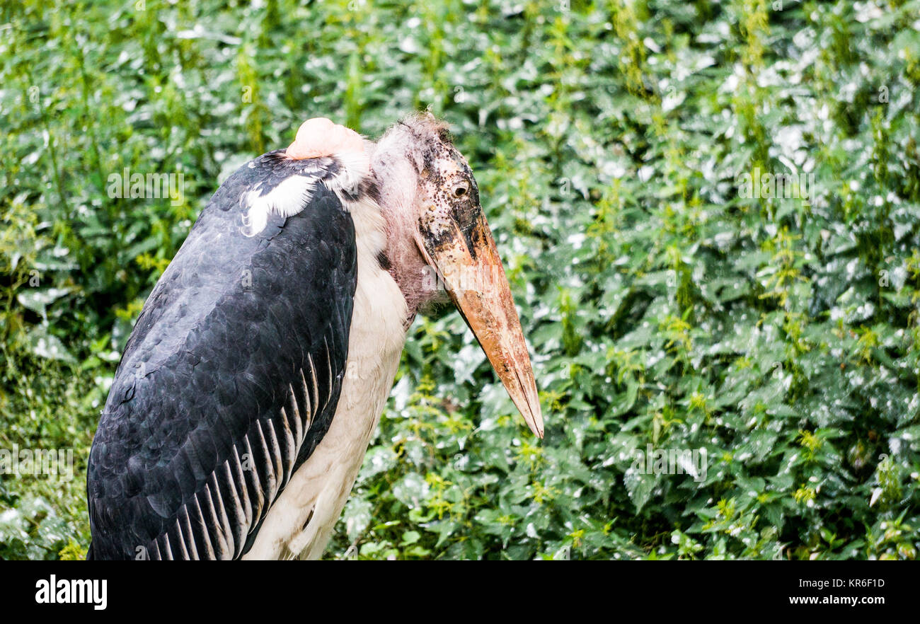 Marabu black and white hi-res stock photography and images - Alamy