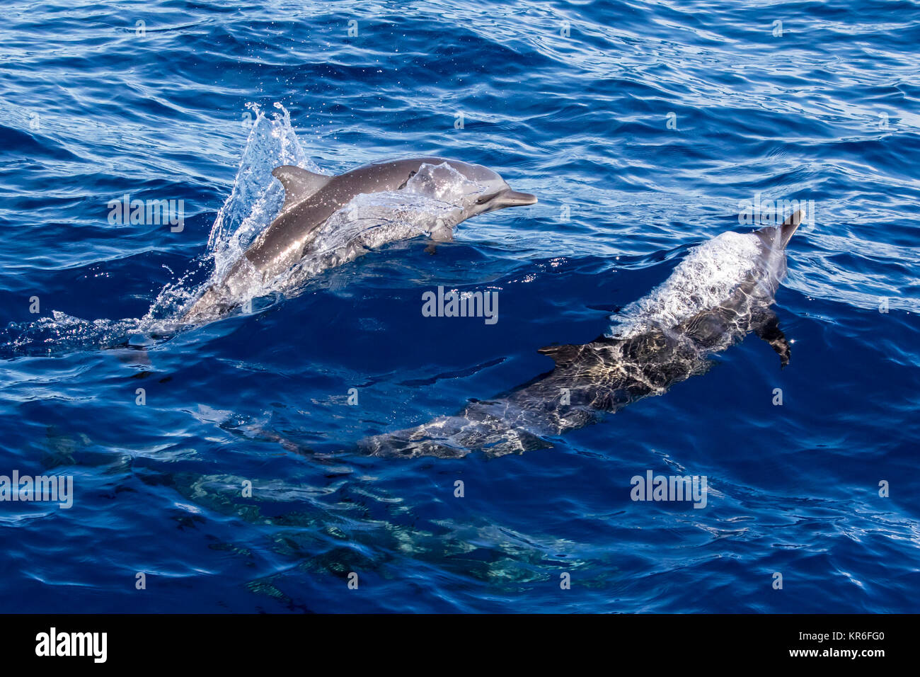 Pantropical Spotted Dolphin (Stenella attenuata) jumping and ...