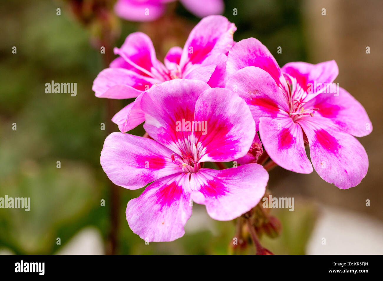Pink bicolor geraniums Stock Photo - Alamy