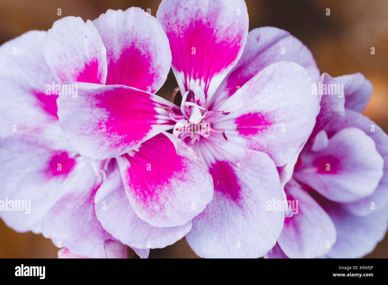 Pink bicolor geraniums Stock Photo - Alamy