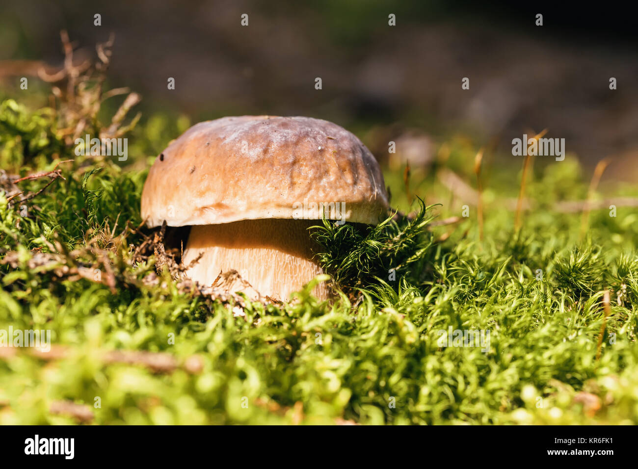 basket of fresh summer mushroom Stock Photo - Alamy