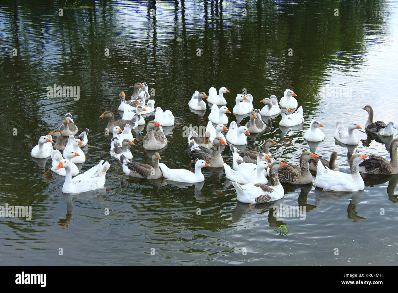 flight of domestic geese swimming on the river Stock Photo - Alamy