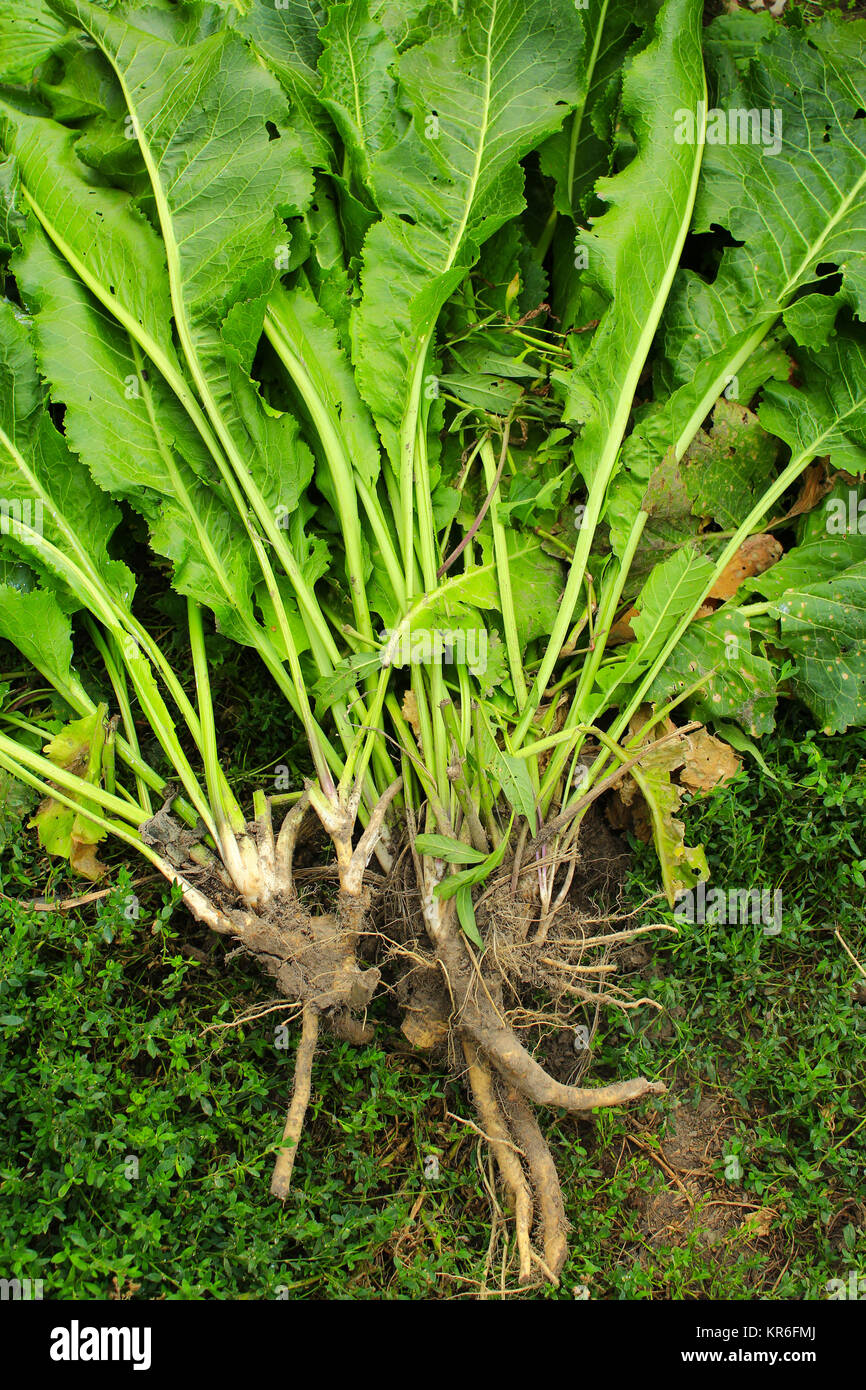 Horse radish leaves hi-res stock photography and images - Alamy