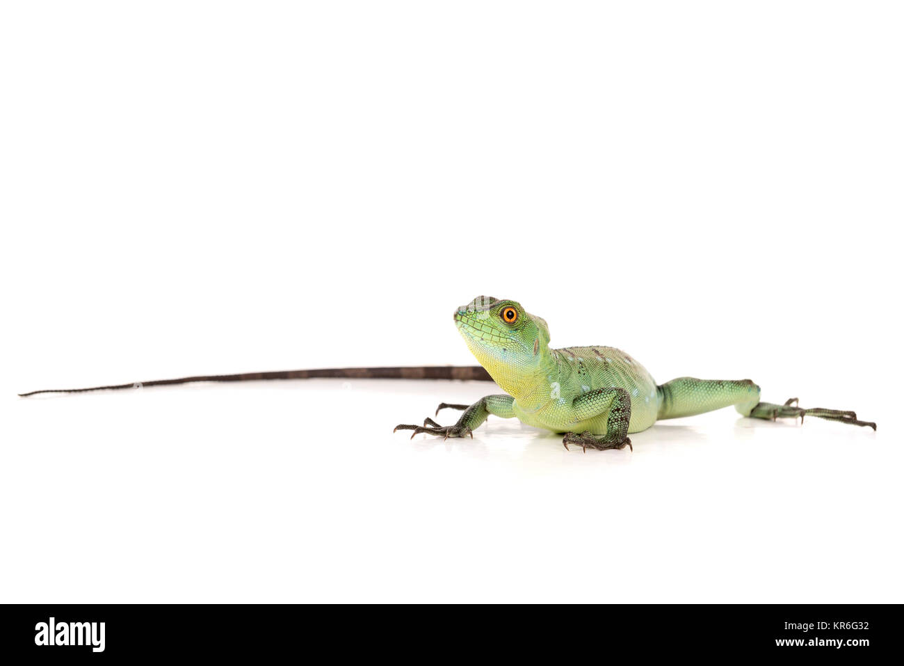 Basilisk Lizard Baby