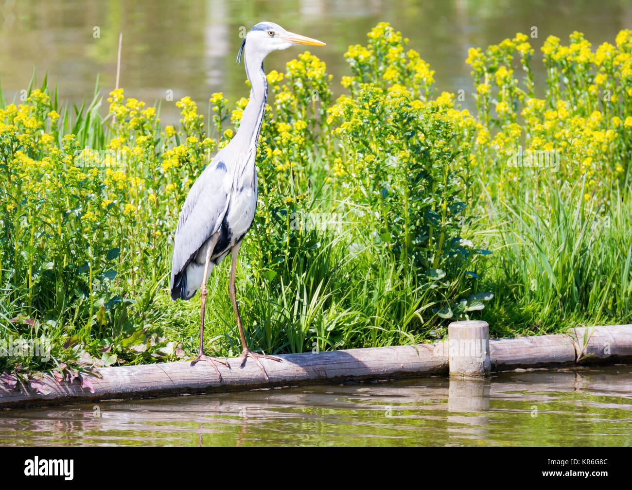 Inland water bird hi-res stock photography and images - Alamy