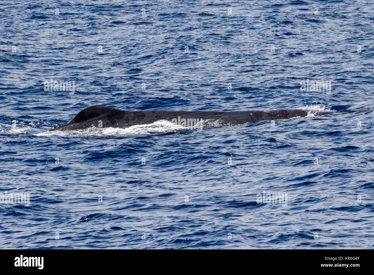 Female Sperm Whale (Physeter macrocephalus) surfacing for breath before ...