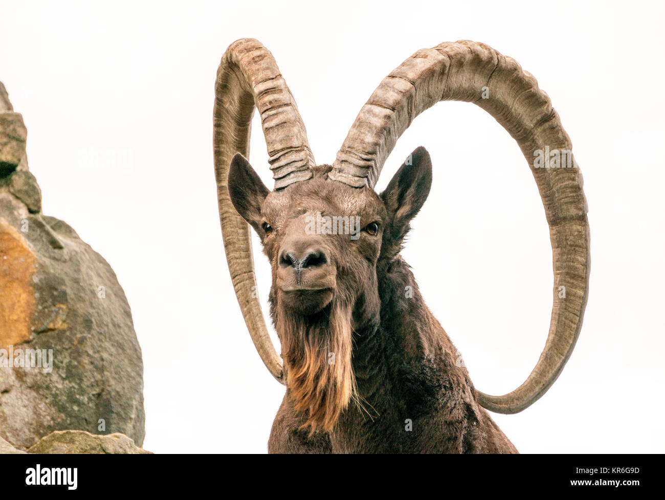 Great old Siberian ibex with big horns Stock Photo - Alamy