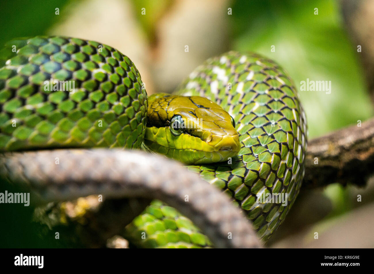 Red tailed Green Rat snake, with the body curled up Stock Photo - Alamy