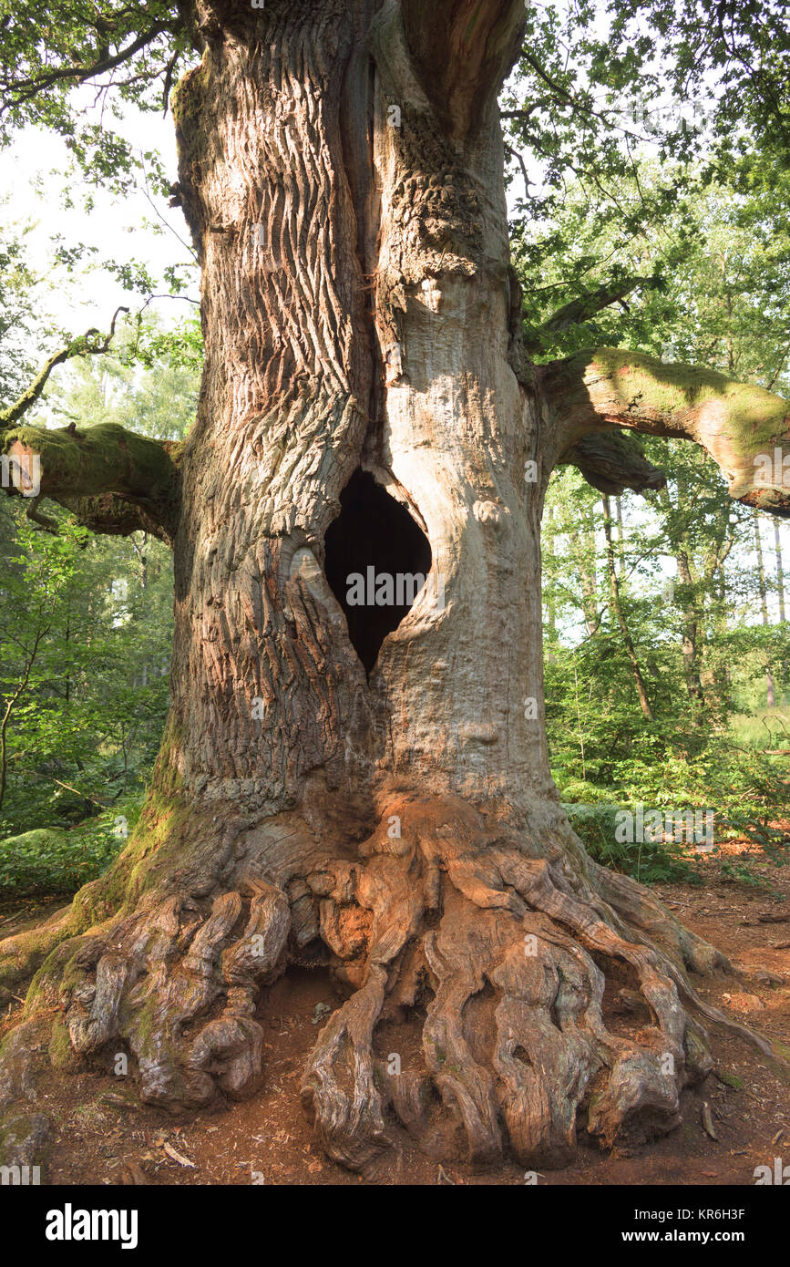 Hole oak hi-res stock photography and images - Alamy