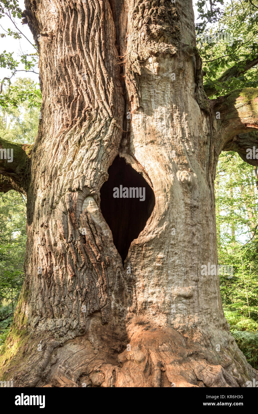 Hole oak hi-res stock photography and images - Alamy