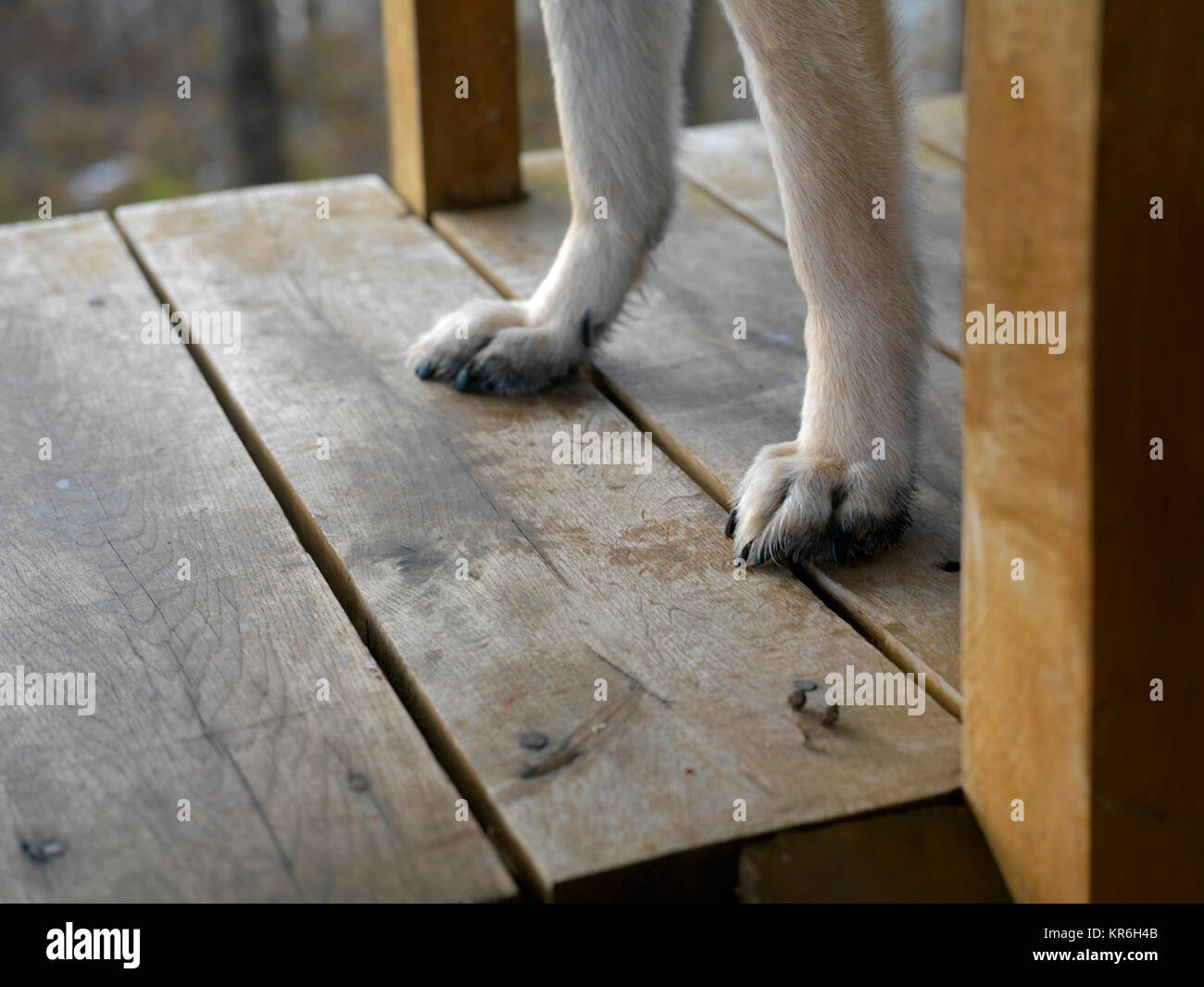 Dog standing on wooden steps, guarding house entrance Stock Photo - Alamy