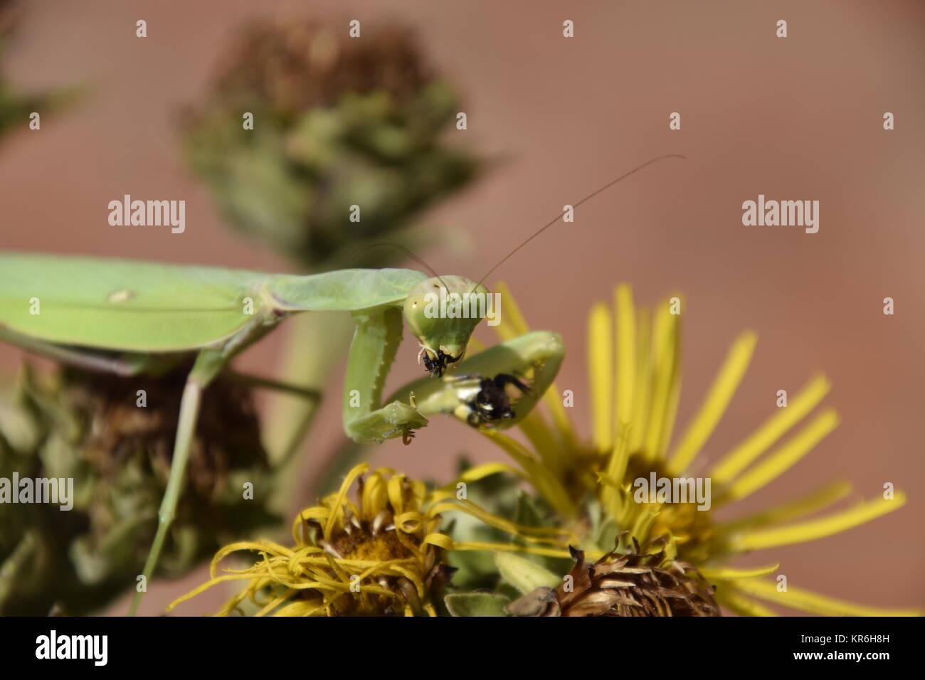 The female praying mantis devouring wasp Stock Photo - Alamy