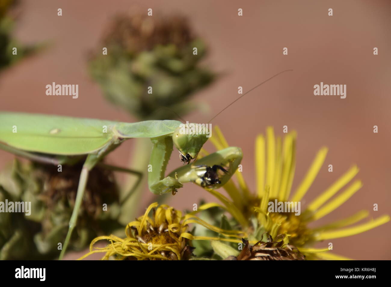 The female praying mantis devouring wasp Stock Photo - Alamy