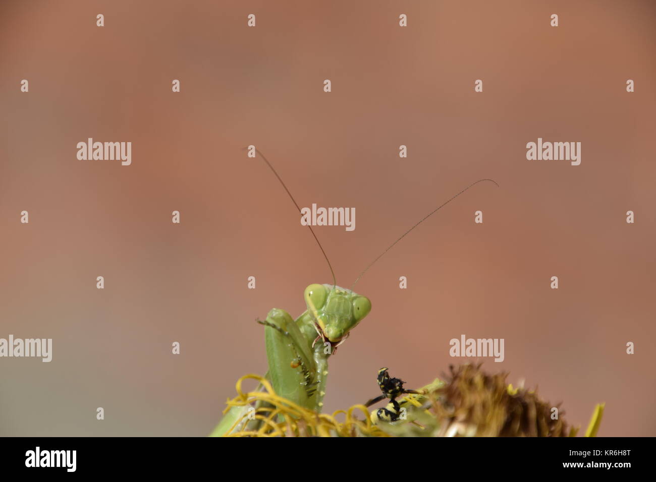 The female praying mantis devouring wasp Stock Photo - Alamy