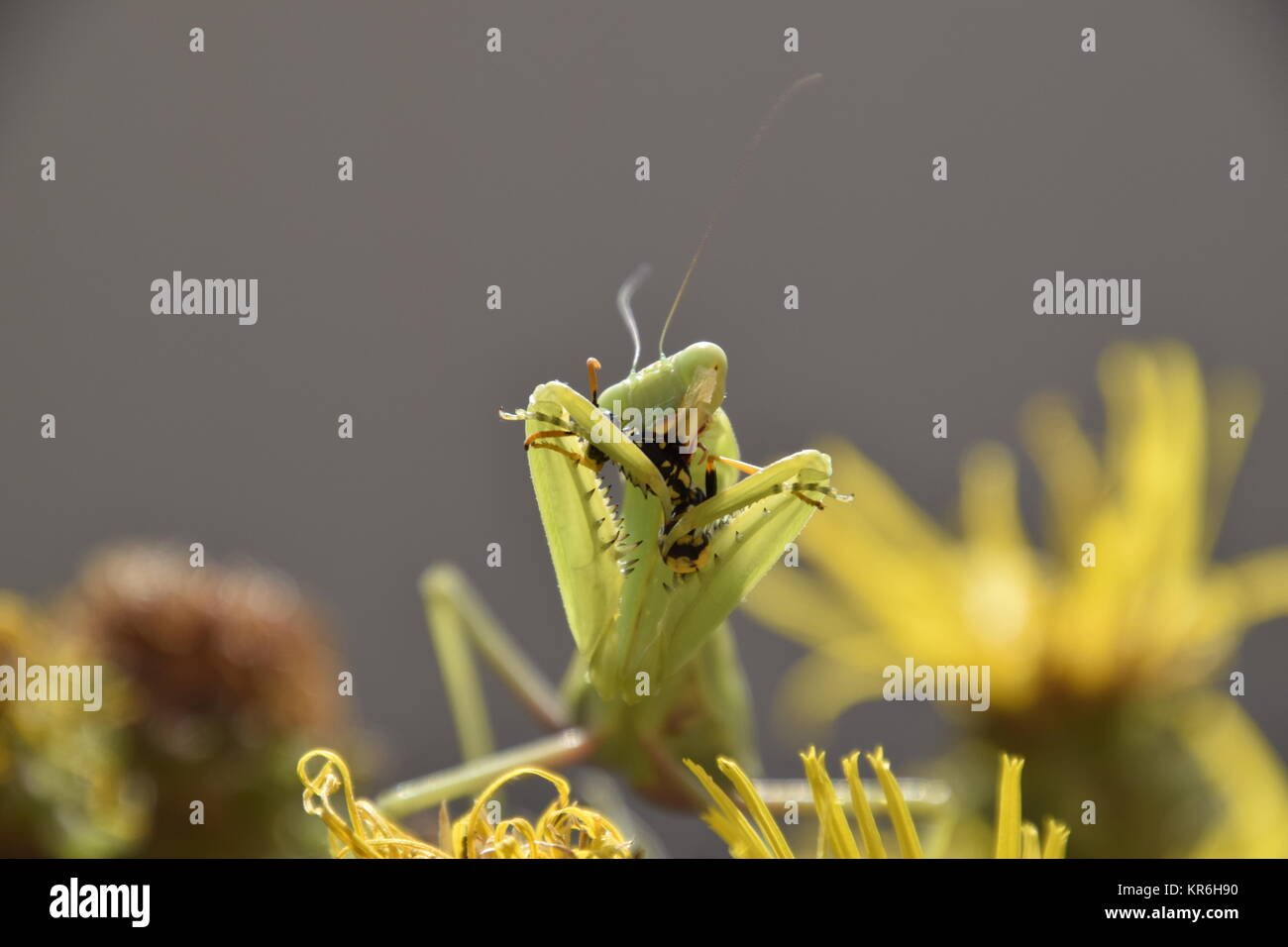 The female praying mantis devouring wasp Stock Photo - Alamy